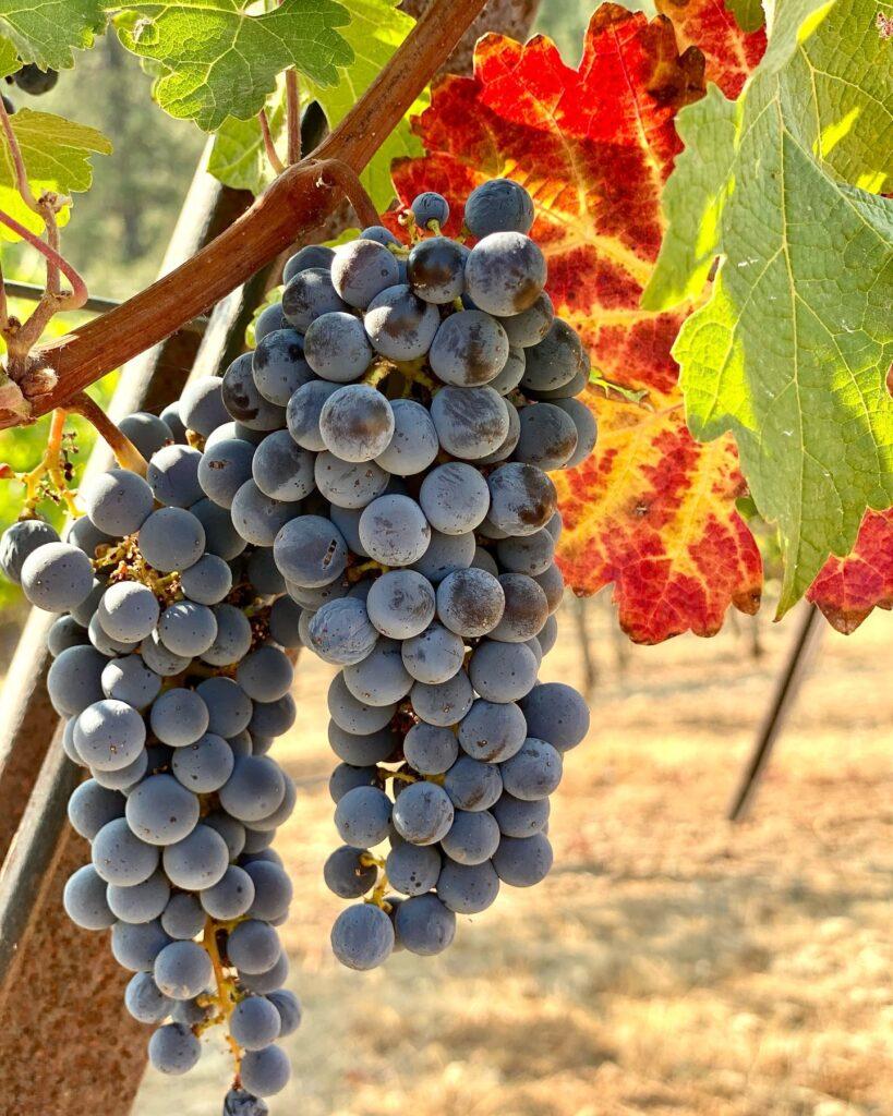 National Zin Day – Miraflores Winery